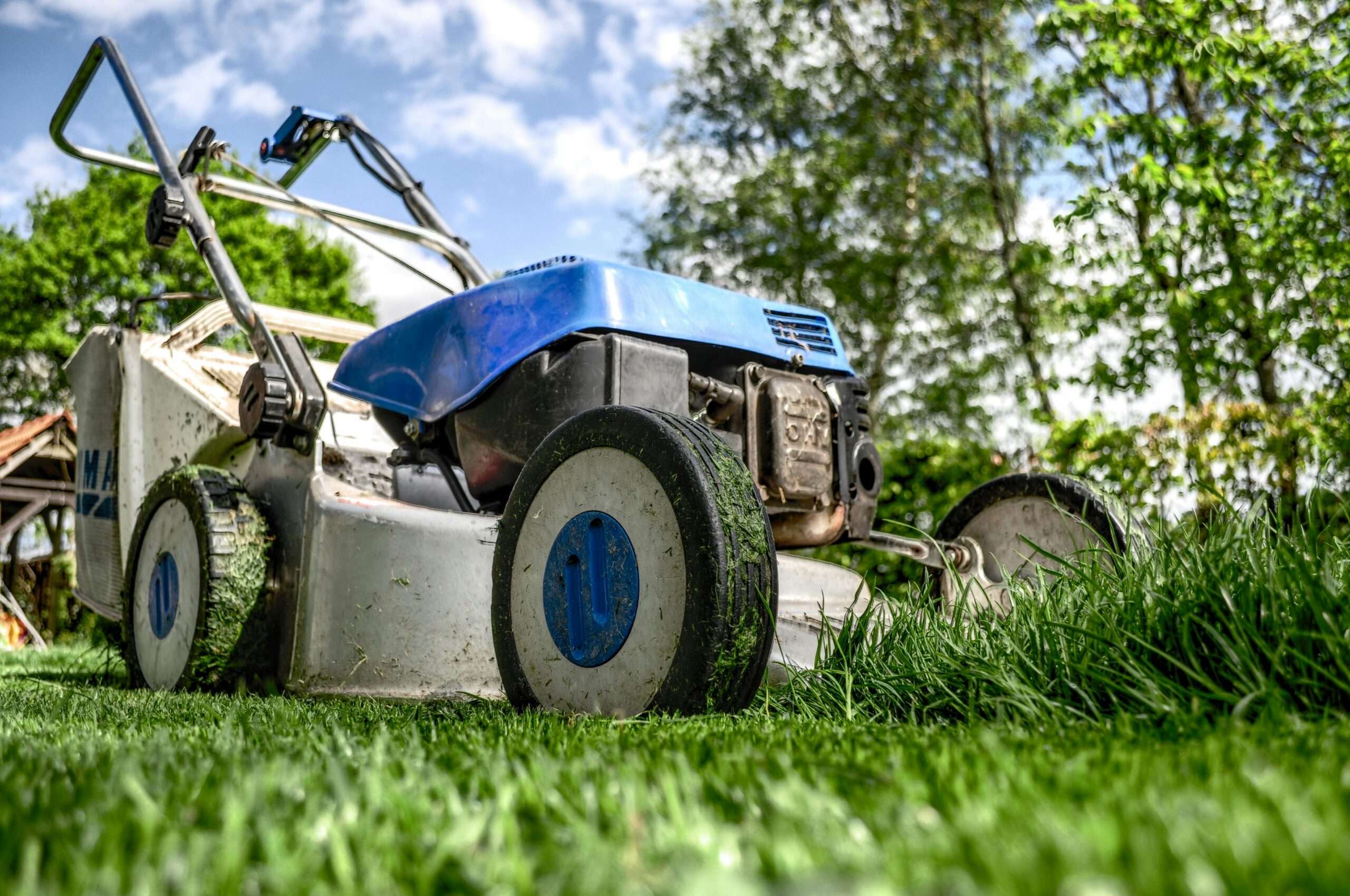 The Ideal Bermuda Grass Cut Height for a Healthy Lawn - Bermuda Grass Tips